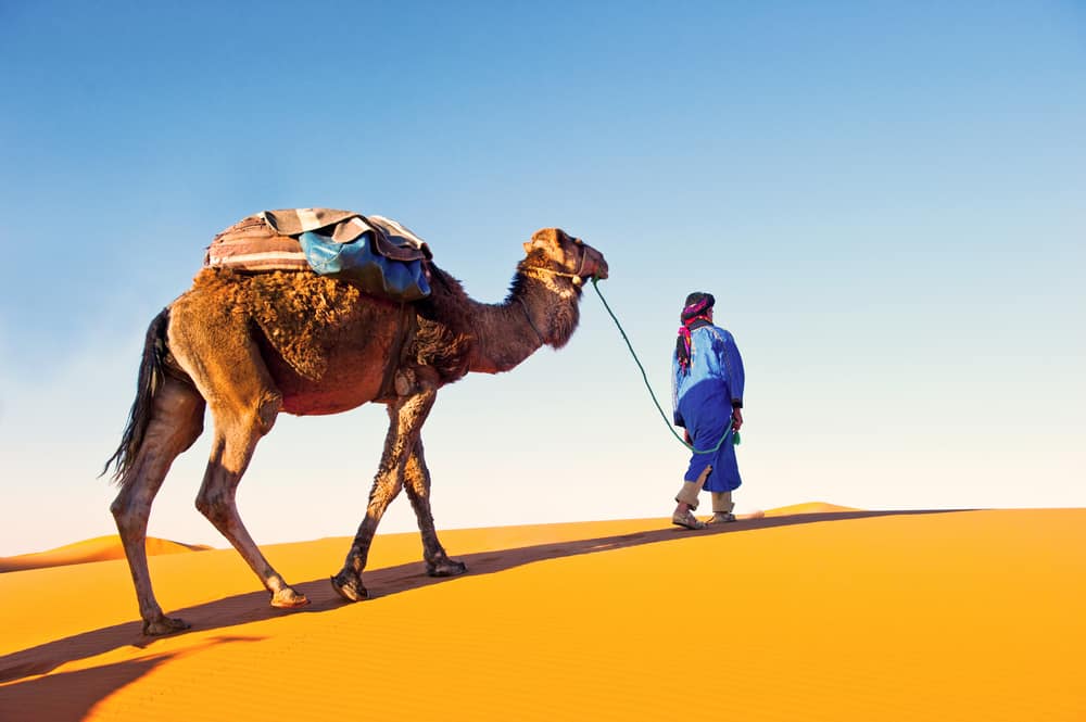 Quick Guide to Desert Trips in Morocco - Desert Majesty